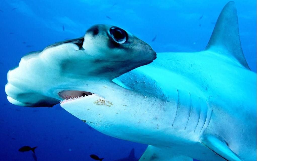 Les requins (exposé de Kayliah et de Cassandre, 1ère partie) - Le ...