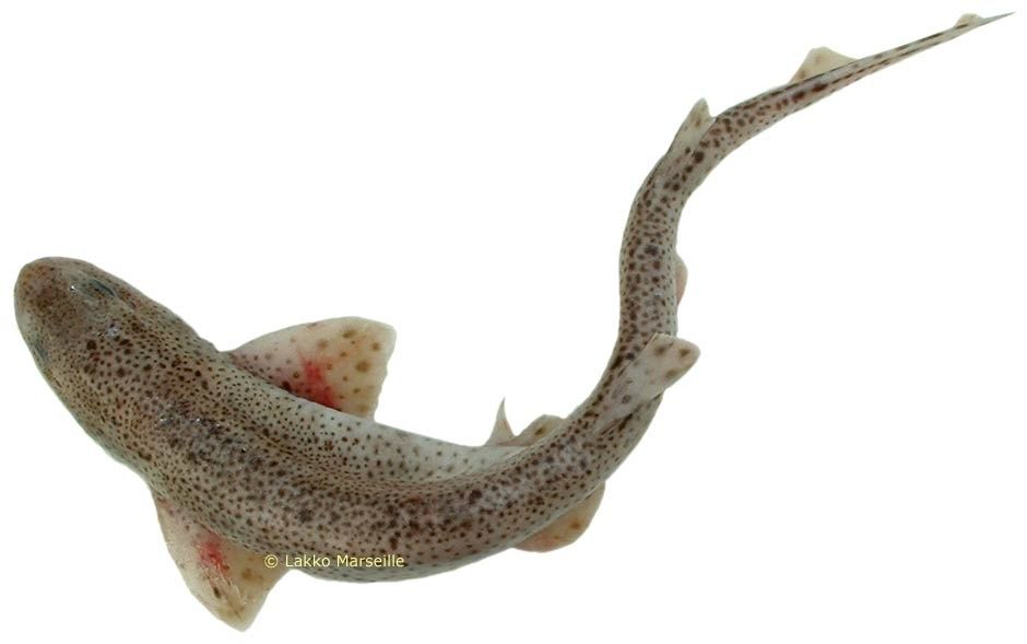 Les requins (exposé de Kayliah et de Cassandre, 1ère partie) - Le ...