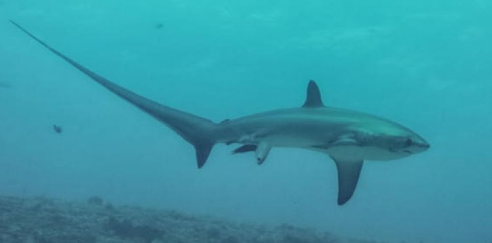 Les requins (exposé de Kayliah et de Cassandre, 1ère partie) - Le ...