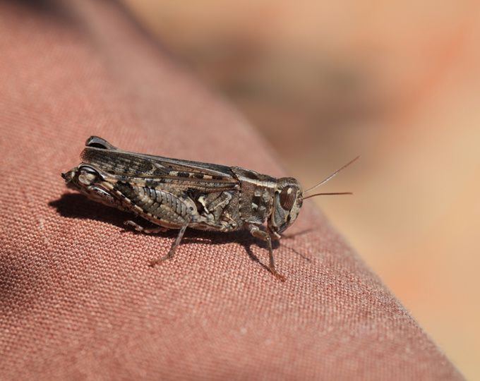 Grillon, sauterelle ou criquet - La nature by Kinekelly