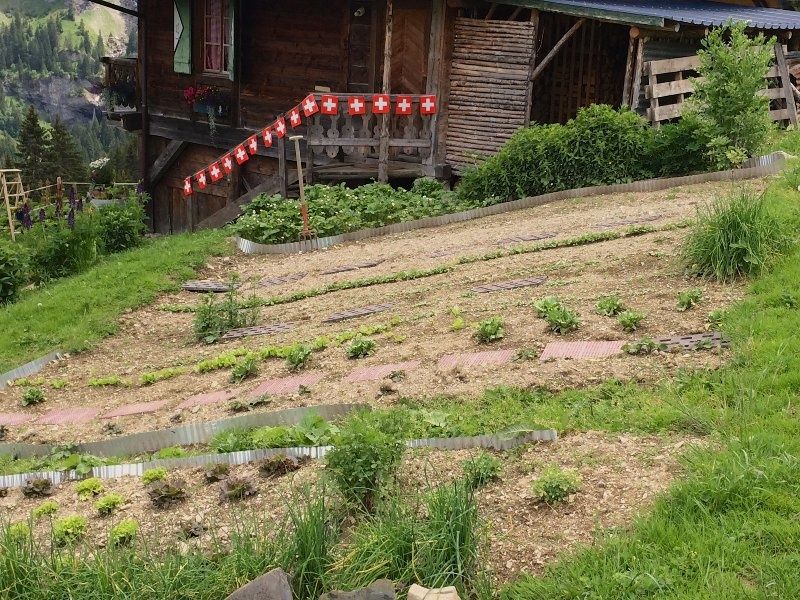 A la recherche des fleurs de montagne - La nature by Kinekelly