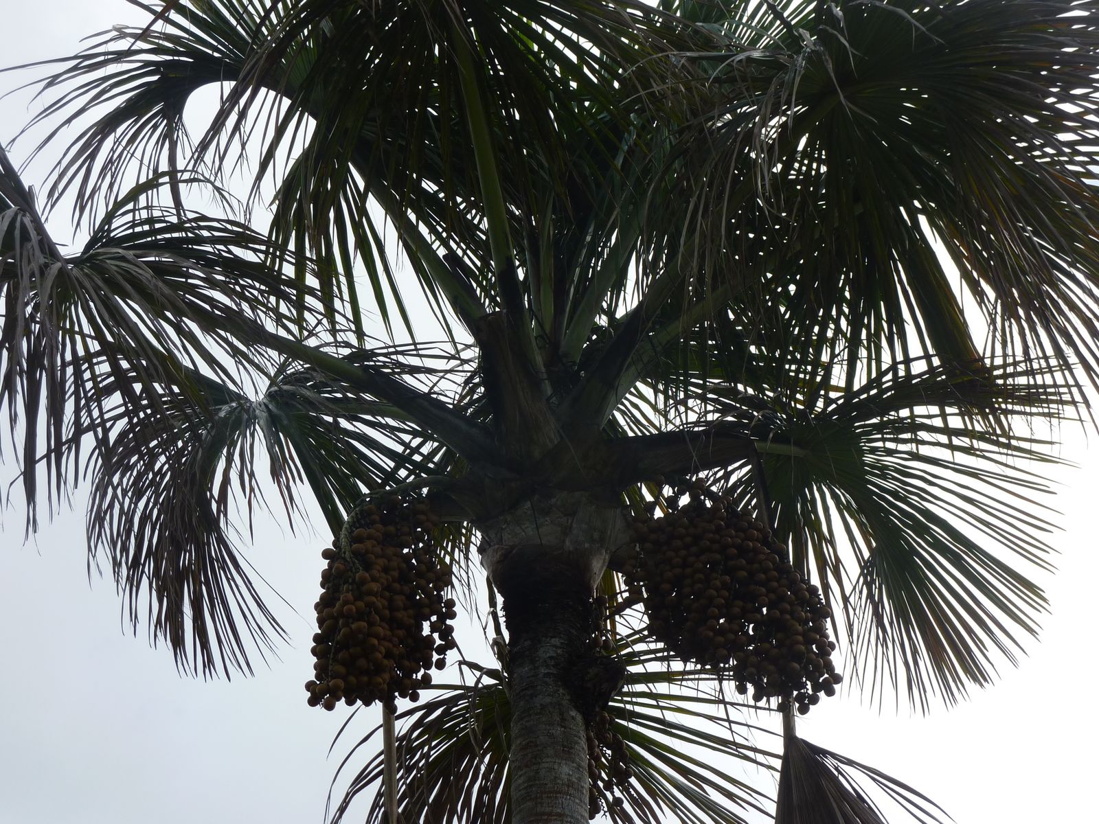 Spécialité guyanaise : bouillon d'Awara - Un jour en Guyane