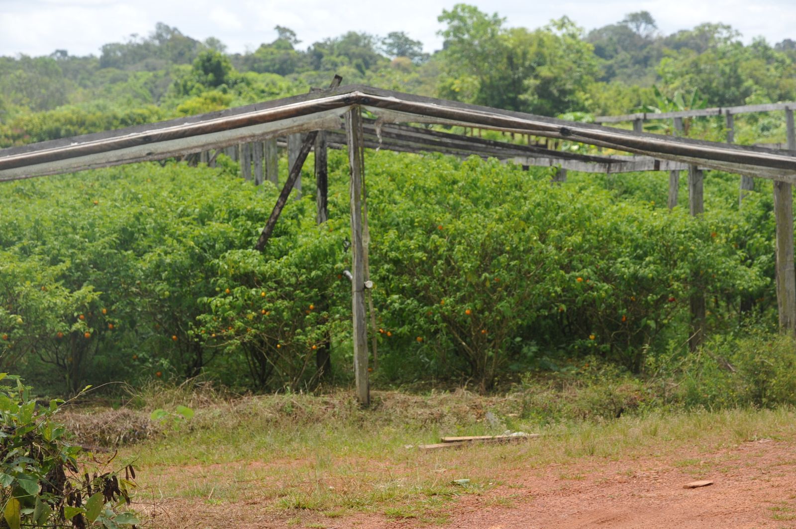Cacao, village agricole Hmong de Guyane - Un jour en Guyane