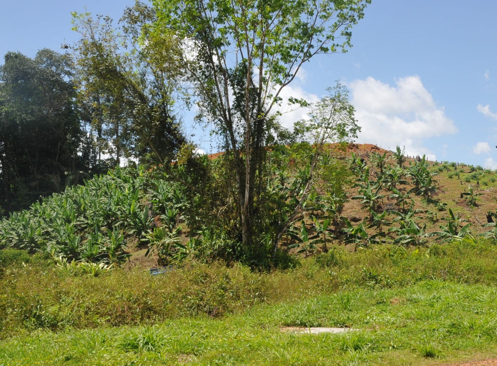 Cacao, village agricole Hmong de Guyane - Un jour en Guyane