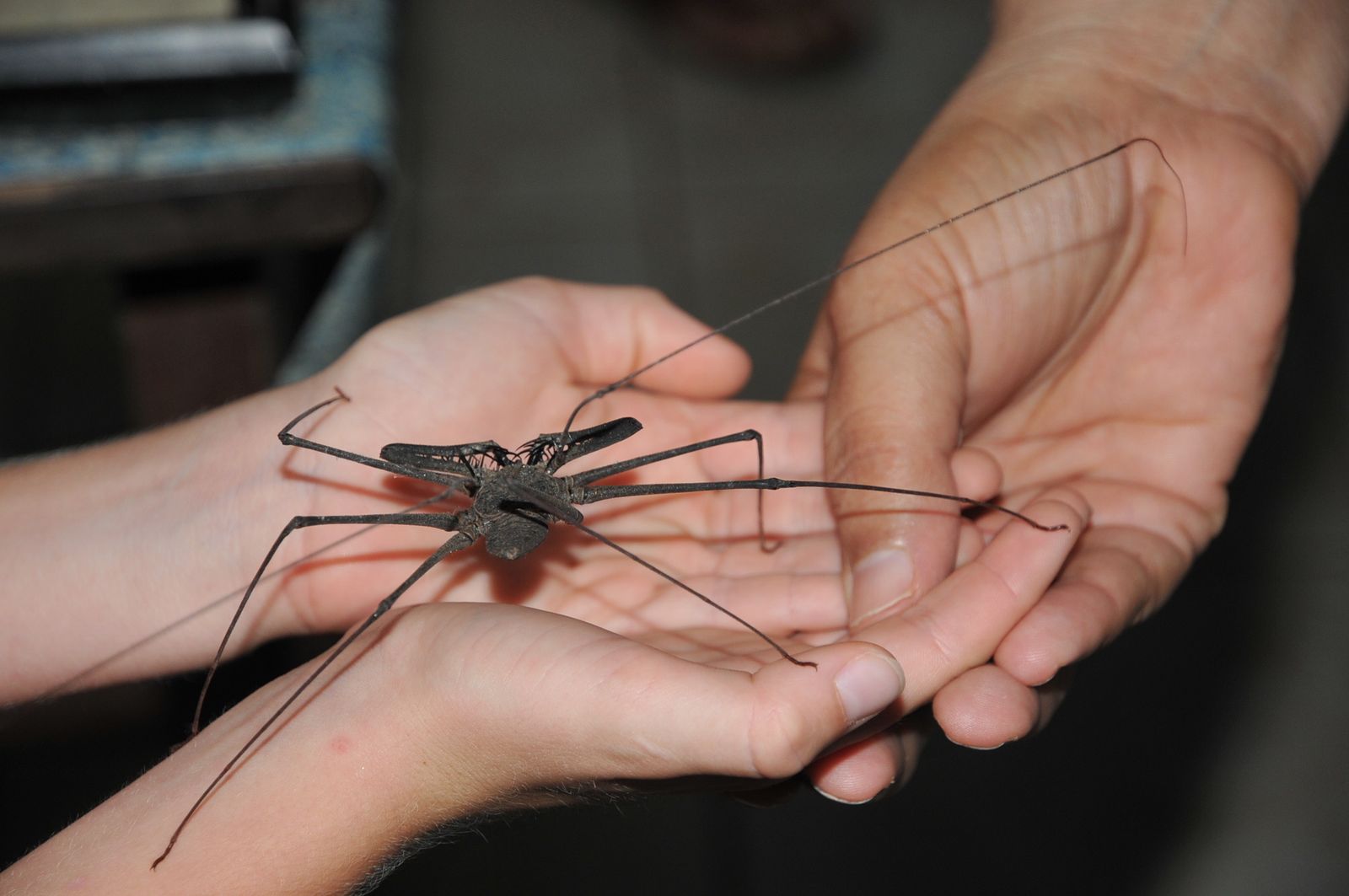 Cacao, village agricole Hmong de Guyane - Un jour en Guyane