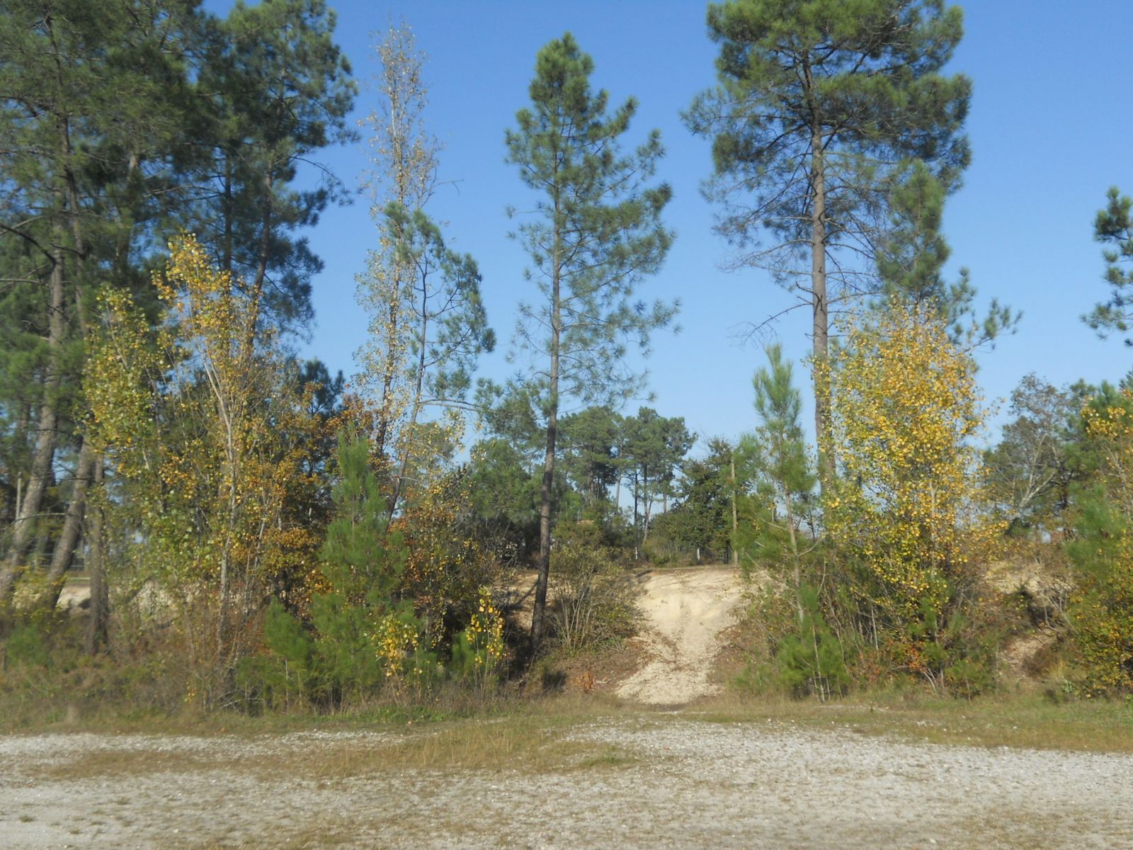 promenade dans les bois - brigit08