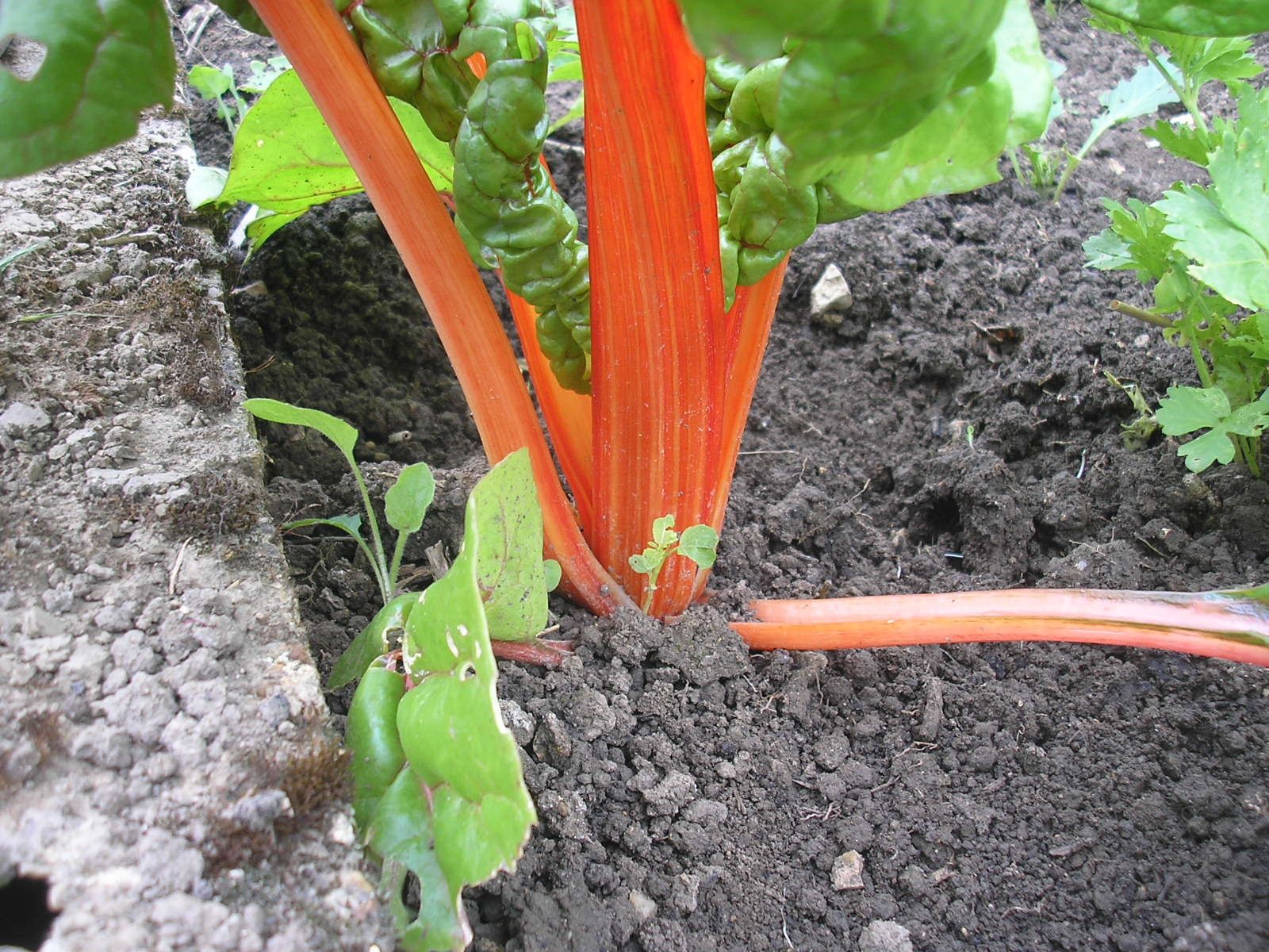 Poirée bright light - Le blog de Sibex........ potager bio