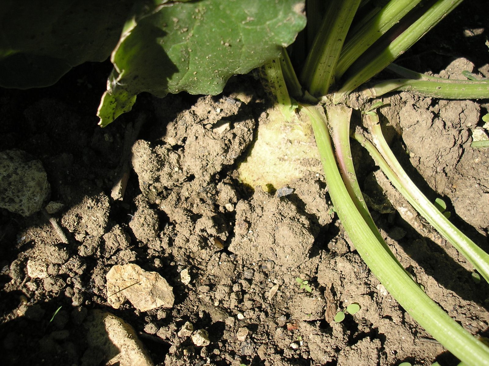 Betterave blanche 'Albina Vereduna' - Le blog de Sibex........ potager bio
