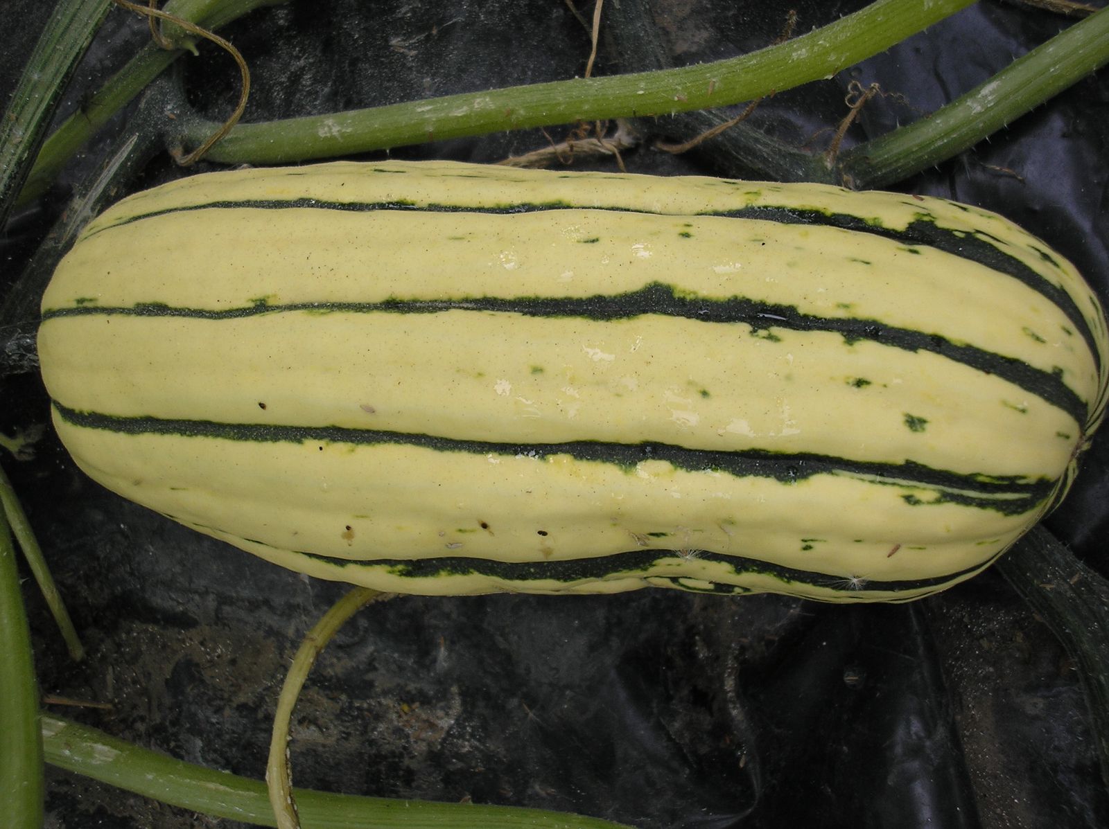 Courge " Delicata" - Le blog de Sibex........ potager bio