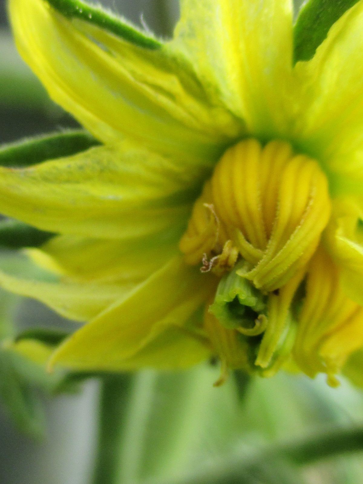 Fleurs de tomate (hybridation) - Le blog de Sibex........ potager bio