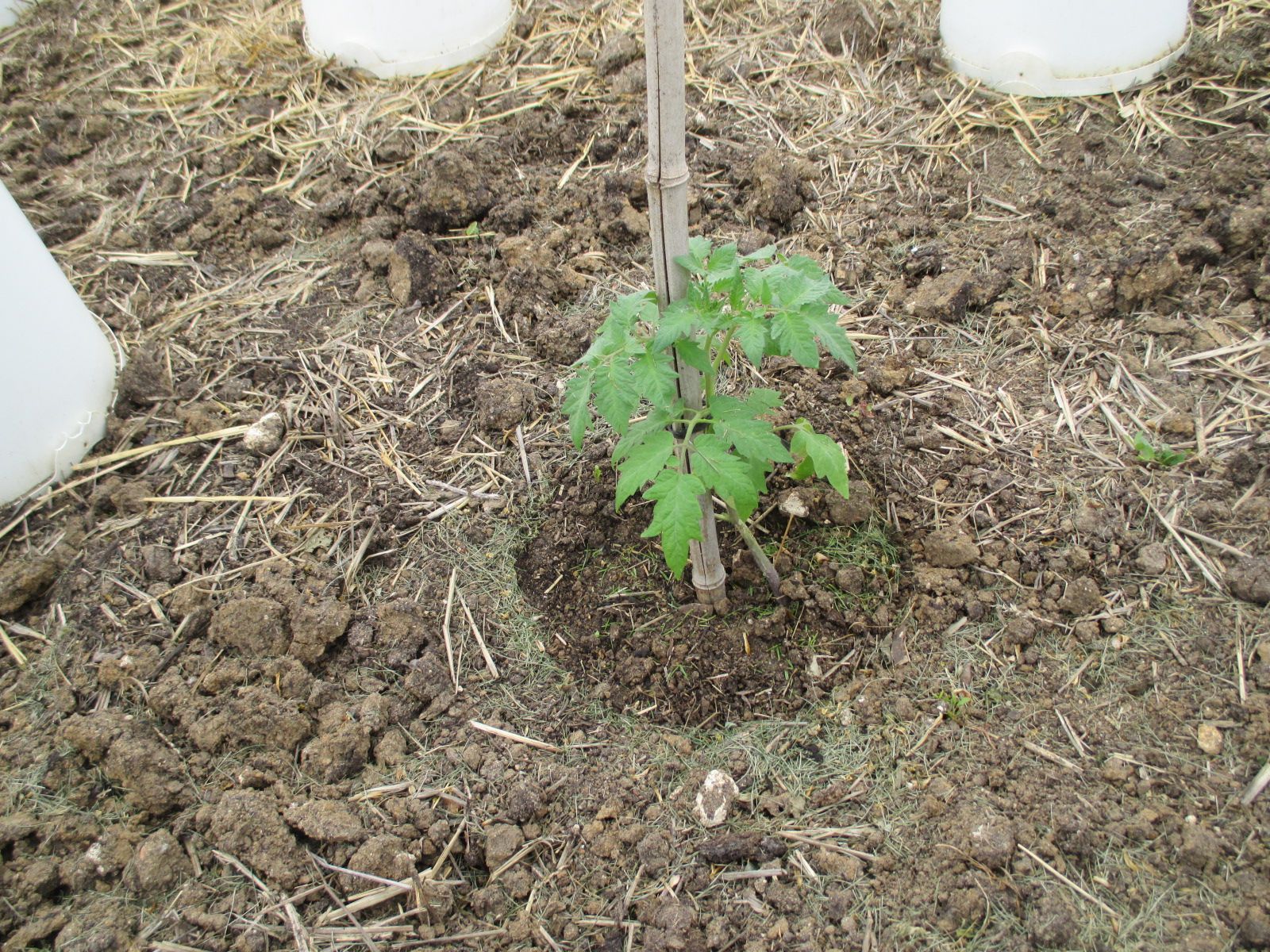 Plantation tomates - Le blog de Sibex........ potager bio