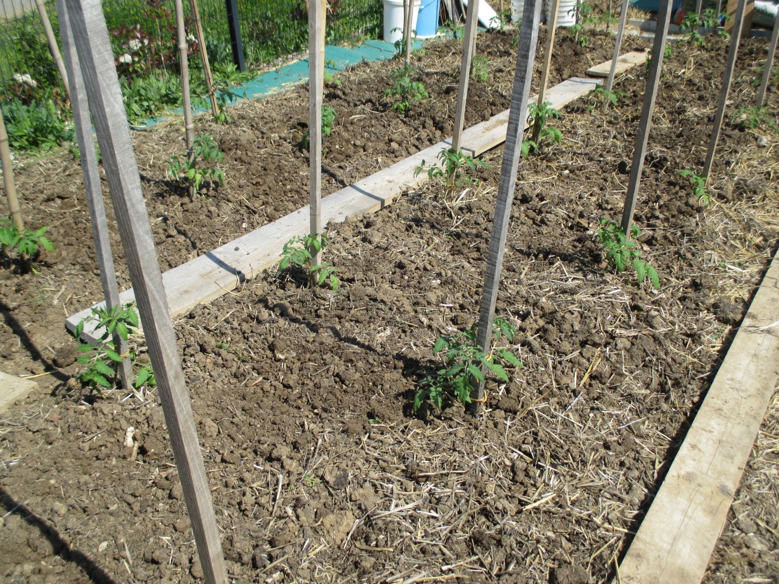 Plantation tomates 2 - Le blog de Sibex........ potager bio