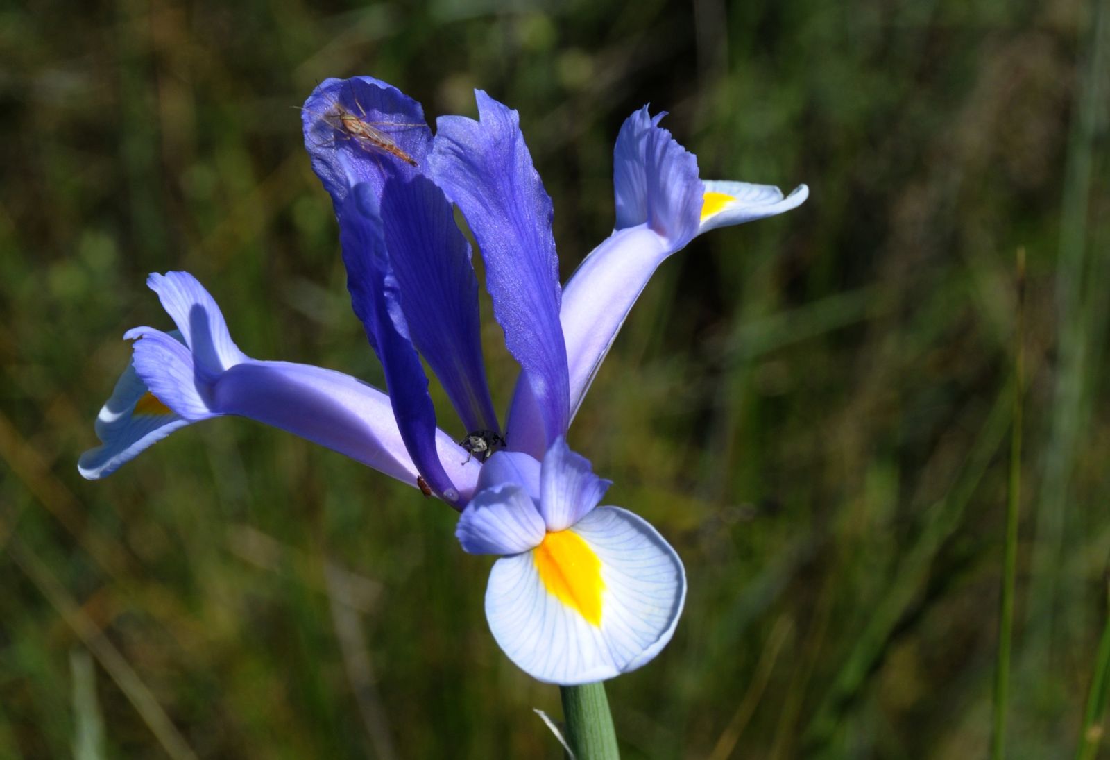 Iris d'Espagne - Photo Portiragnes Passion (PPP)