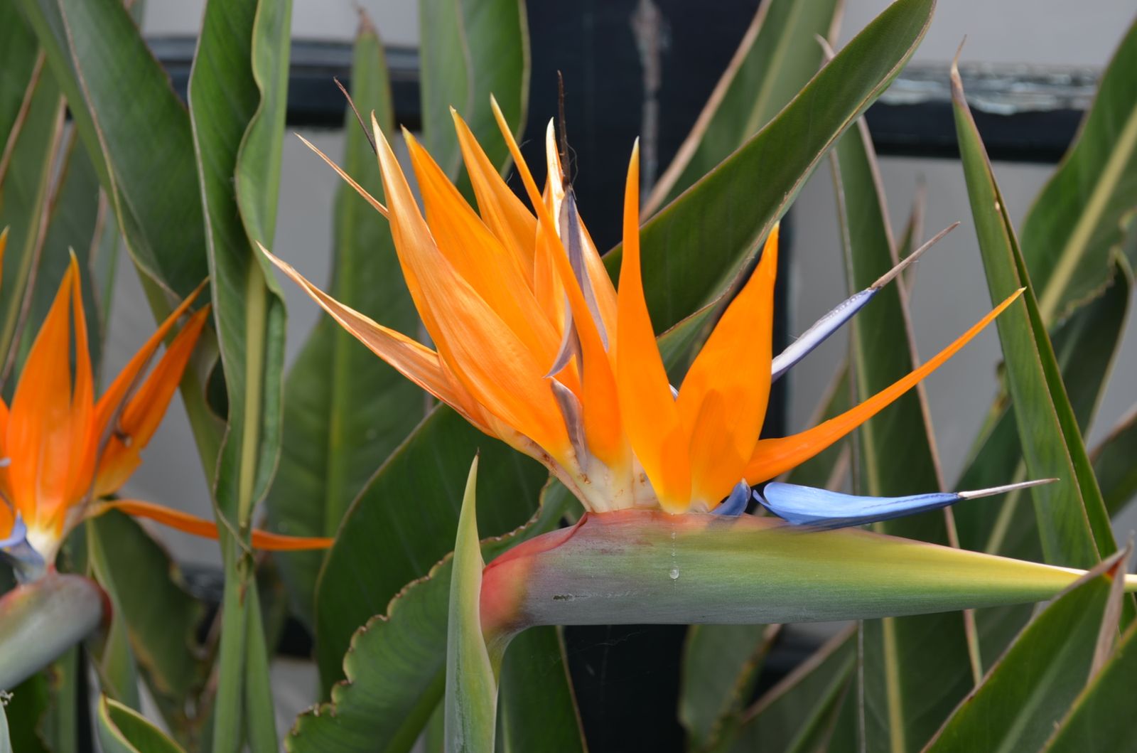 L'oiseau de paradis - Balade en vers… Voici l’endroit