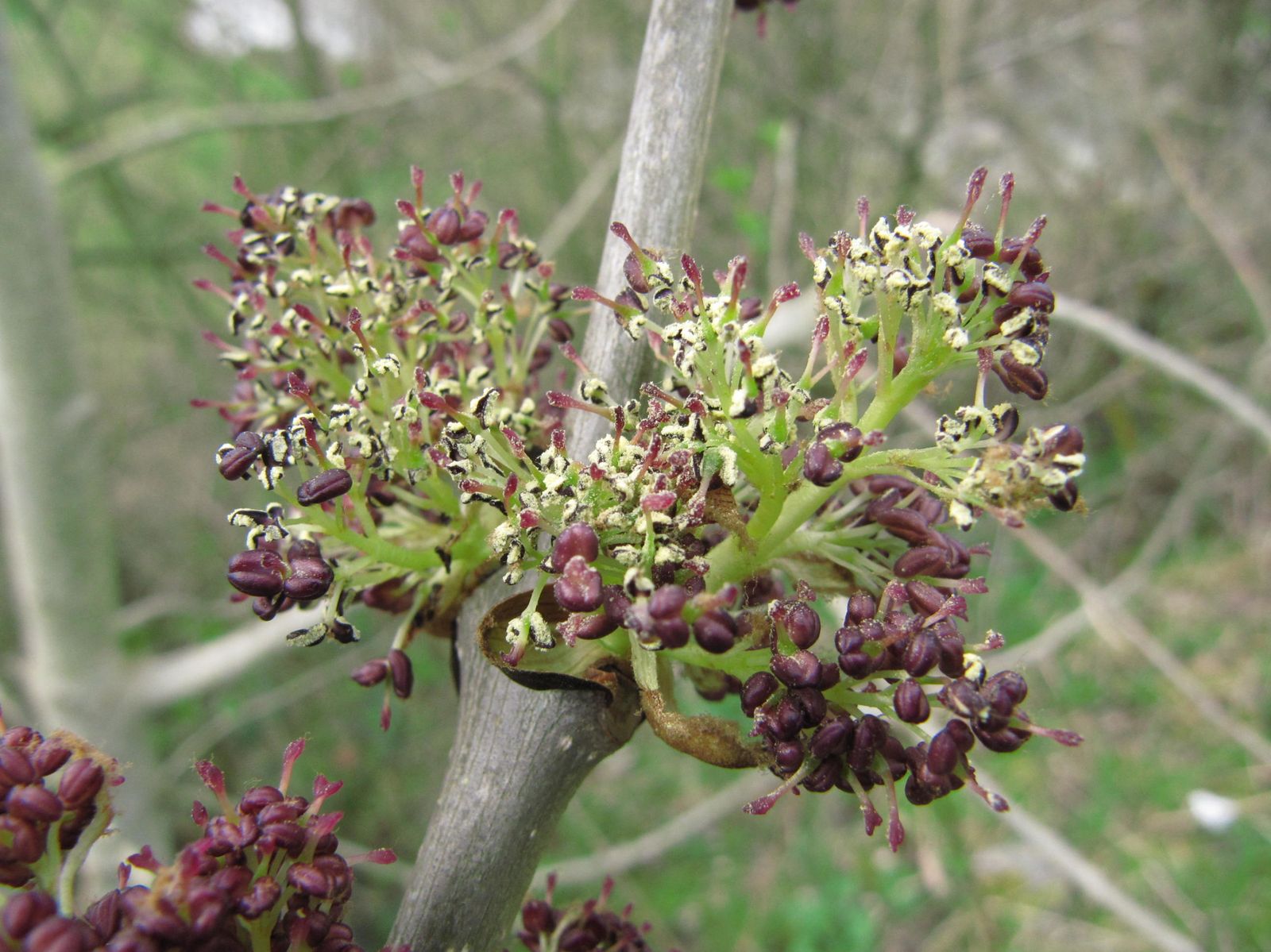 Fleur de frêne (Fraxinus excelsior) - La nature en Lorraine au fil des ...
