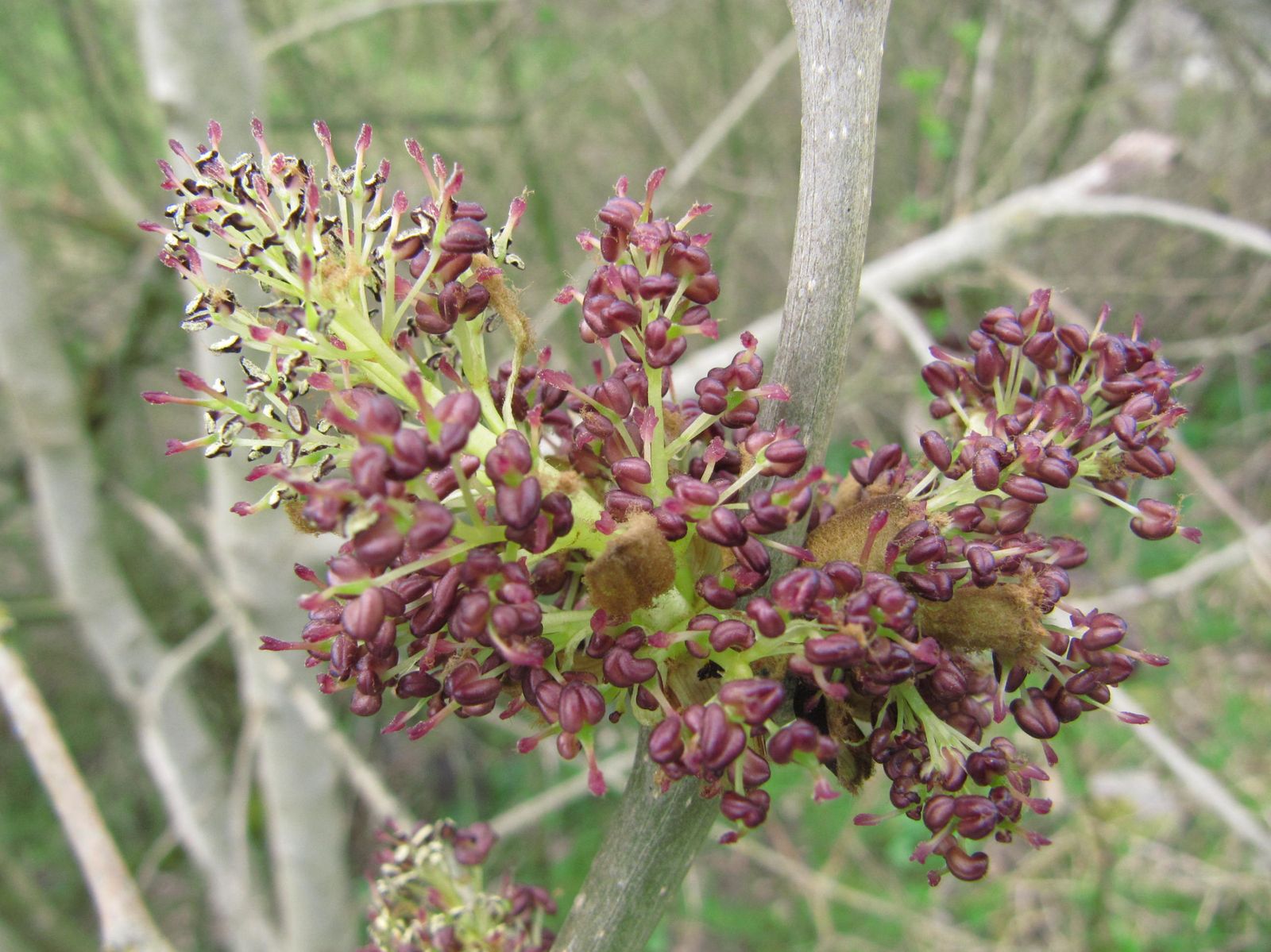 Fleur de frêne (Fraxinus excelsior) - La nature en Lorraine au fil des ...