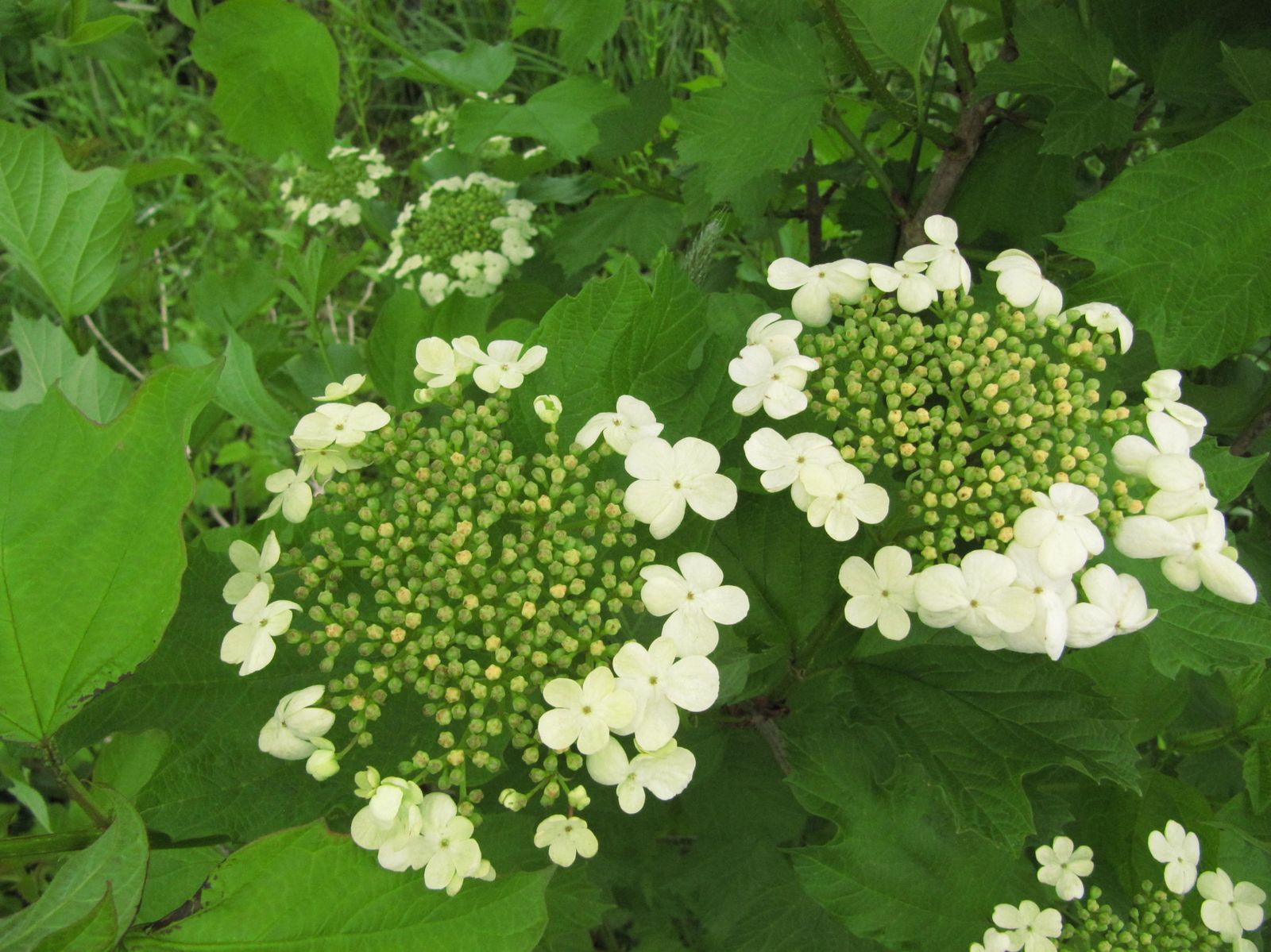 La viorne obier (Viburnum opulus) et son petit piège à butineurs. - La ...