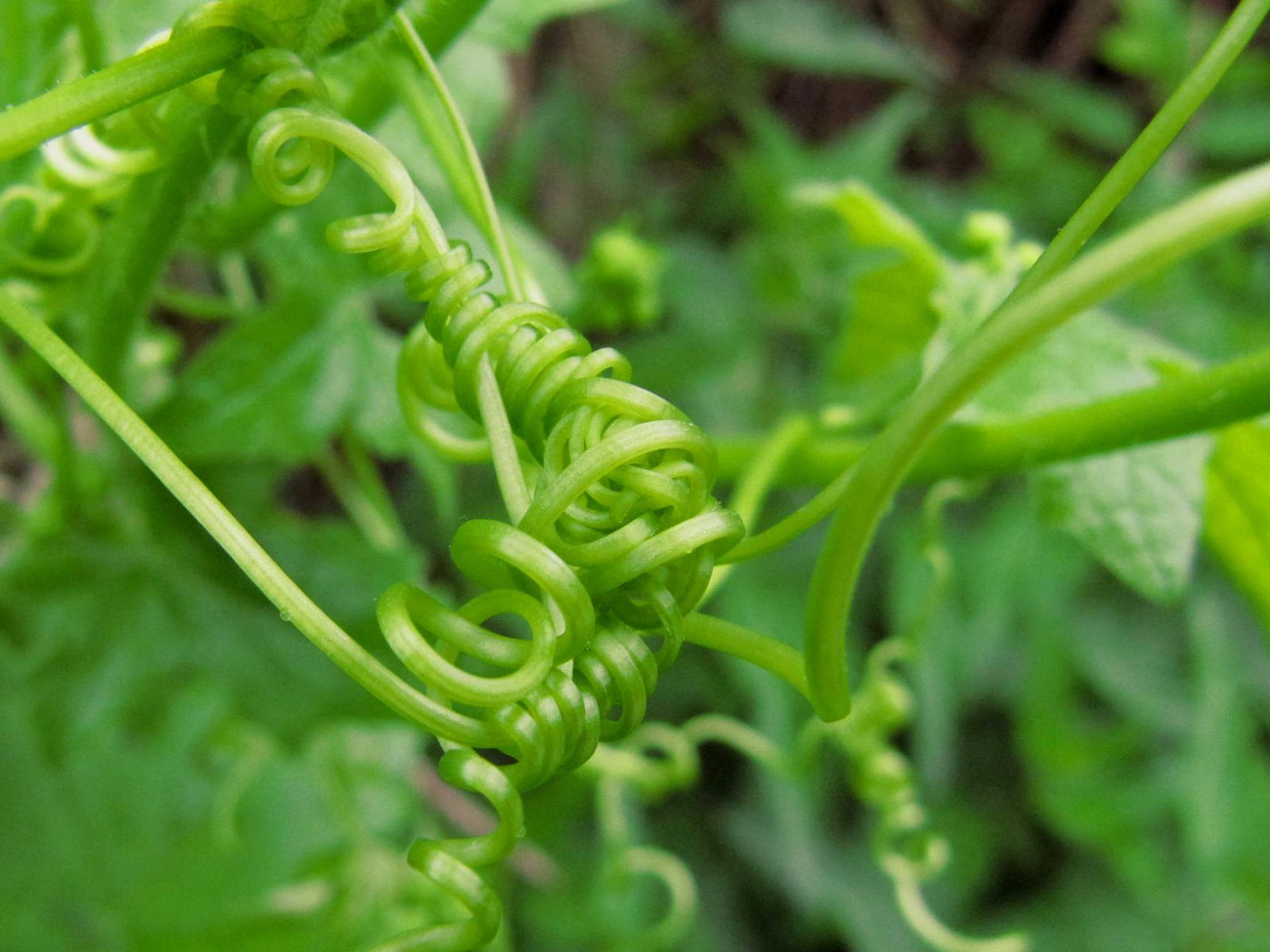 La Bryone dioïque (Bryonia dioica) et ses petits noeuds - La nature en ...