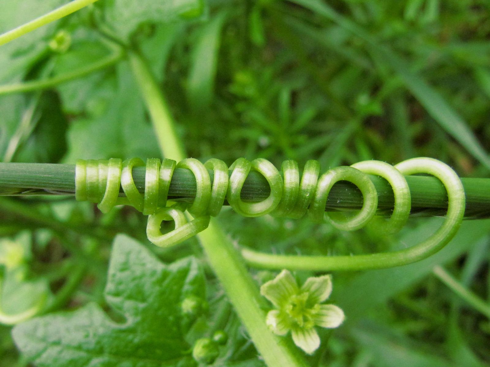 La Bryone dioïque (Bryonia dioica) et ses petits noeuds - La nature en ...