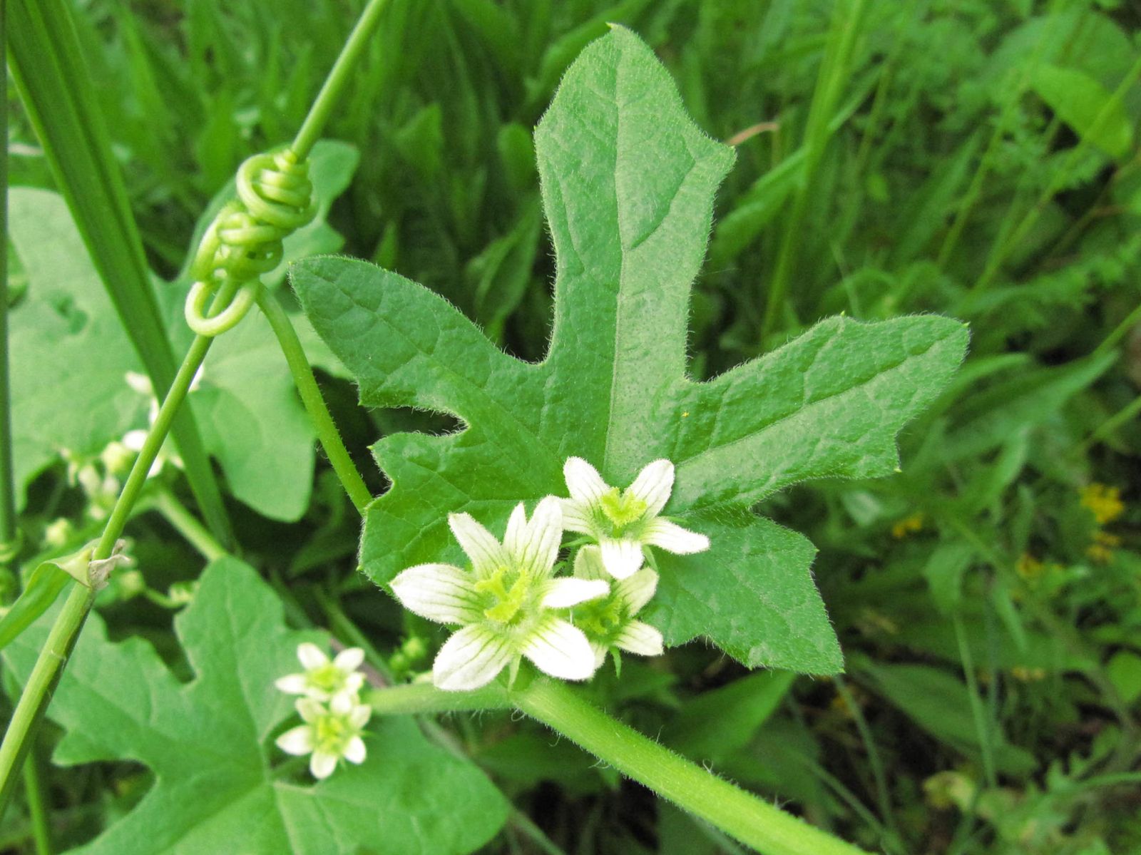 La Bryone dioïque (Bryonia dioica) et ses petits noeuds - La nature en ...