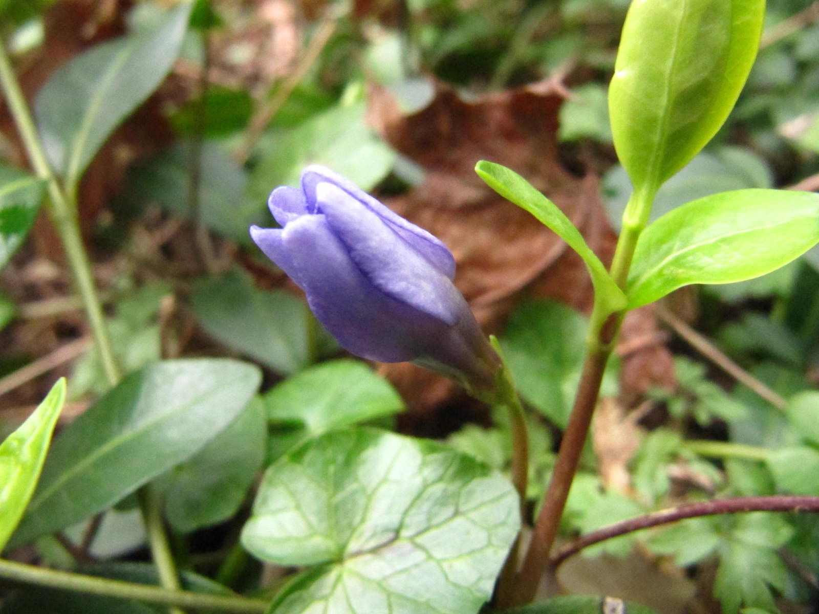Petite pervenche (Vinca minor) - La nature en Lorraine au fil des saisons