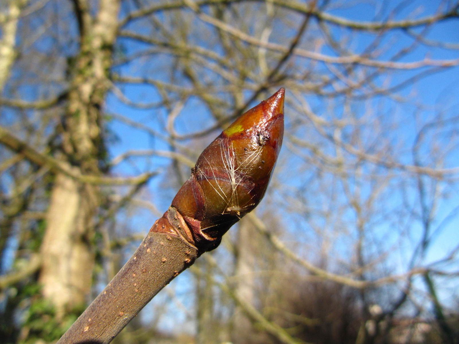 Les bourgeons collants du marronnier ( Aesculus hippocastanum) et du ...