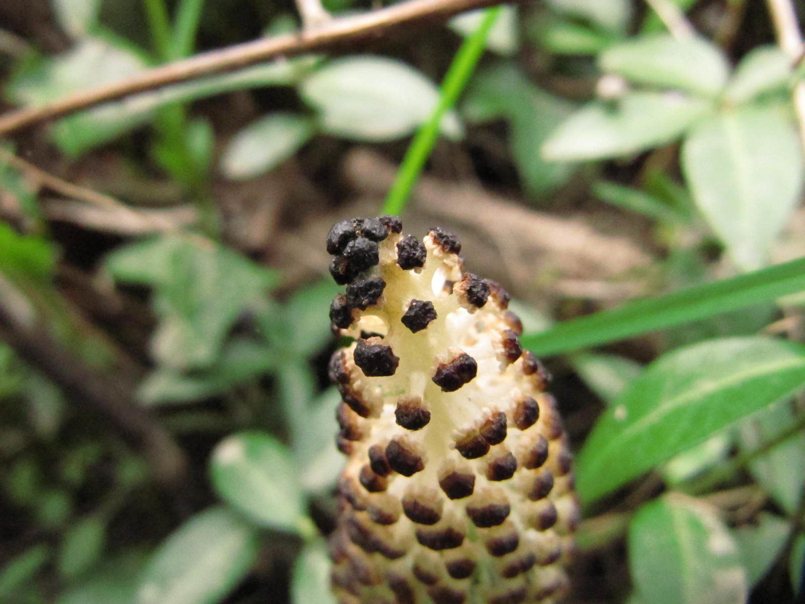 Grande prêle ( Equisetum maximum), les pousses fertiles - La nature en ...