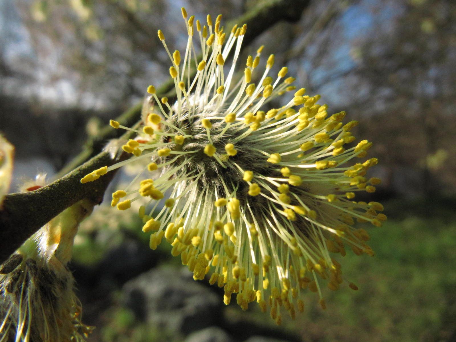 Saule marsault (Salix caprea), chatons mâles et femelles - La nature en ...