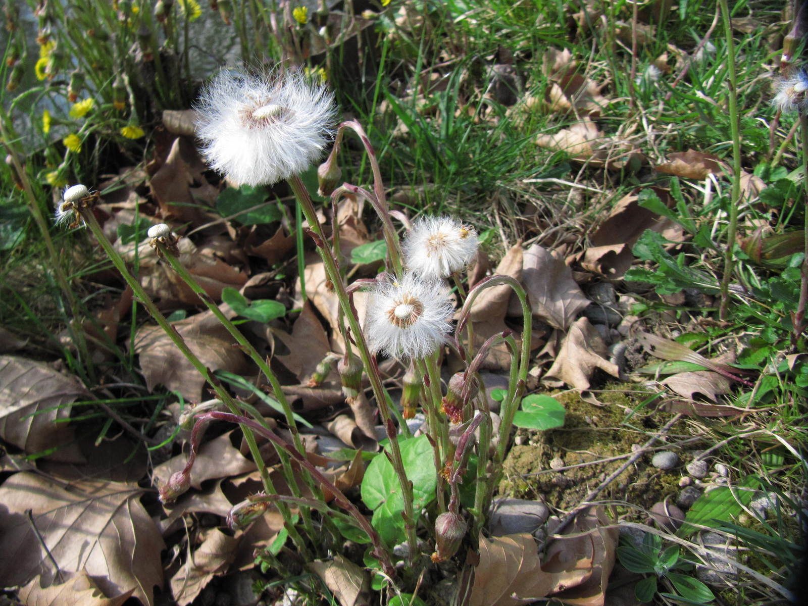 Le cycle du tussilage ou pas d'âne (Tussilago farfara) - La nature en ...