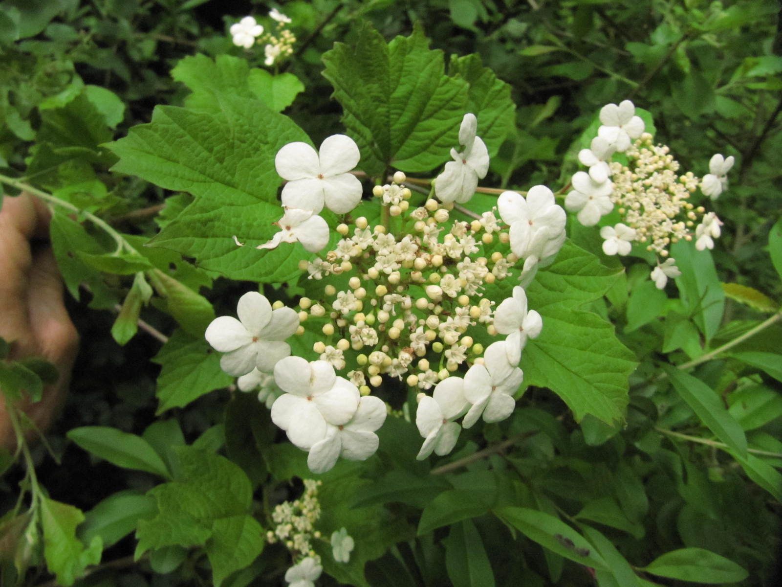 Viorne obier (Viburnum opulus), fleur et fruits - La nature en Lorraine ...