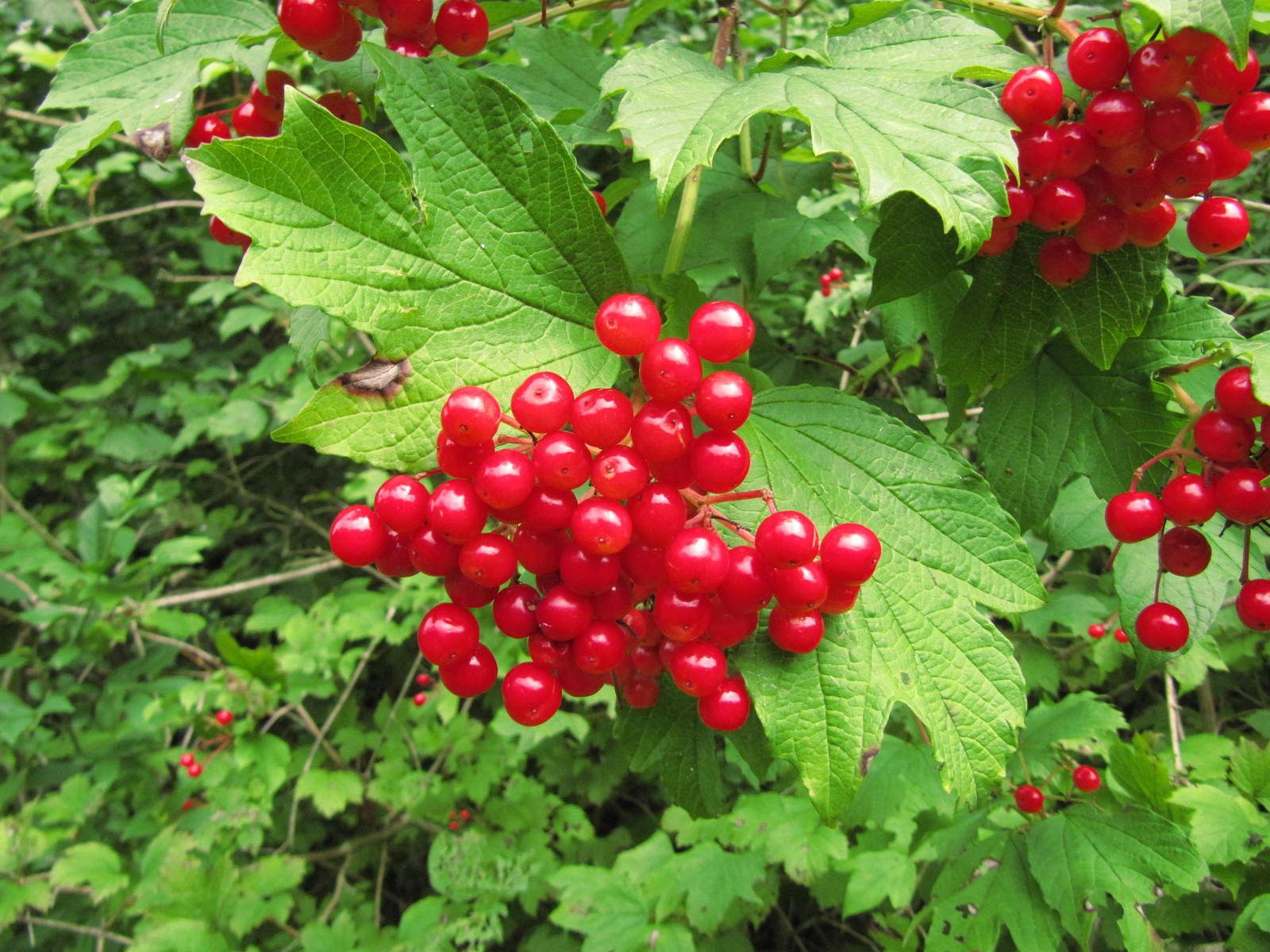 Viorne obier (Viburnum opulus), fleur et fruits - La nature en Lorraine ...