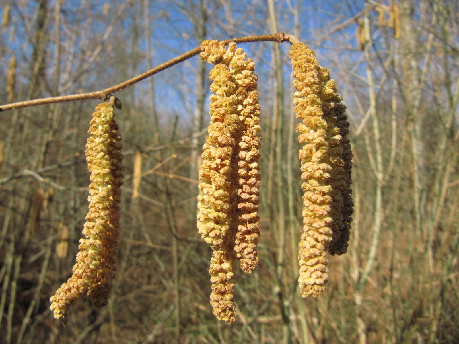 Noisetier commun (Corylus avellana) et Aulne glutineux (Alnus glutinosa ...