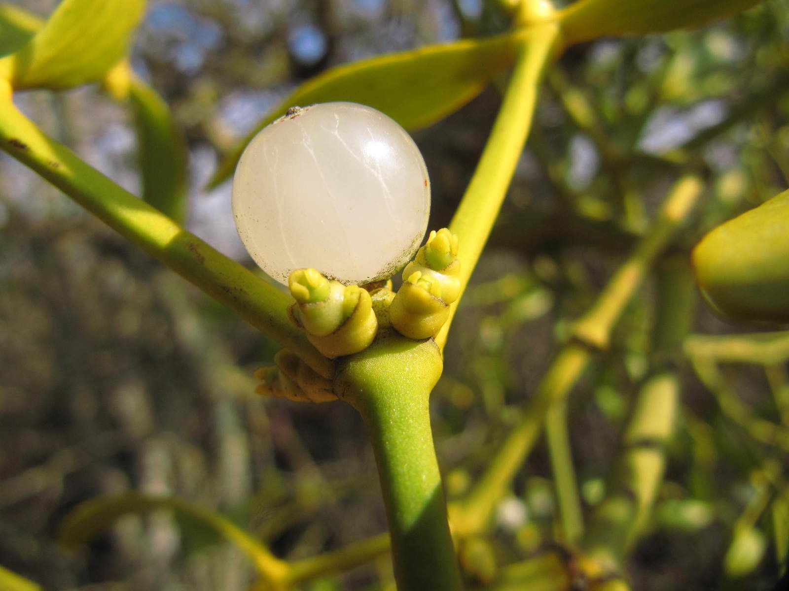 Le printemps du gui ( Viscum album ) - La nature en Lorraine au fil des ...