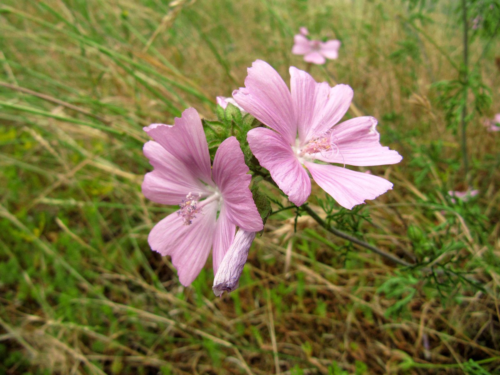 Mauve sylvestre et mauve musquée ( Malva sylvestris et Malva moschata ...