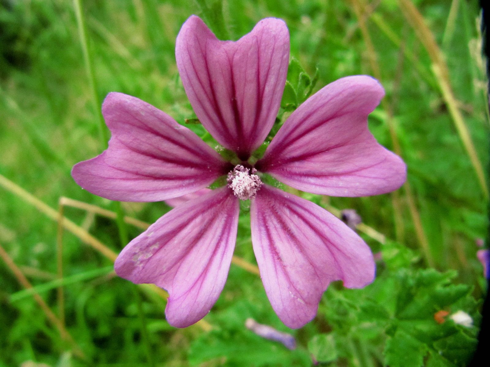 Mauve sylvestre et mauve musquée ( Malva sylvestris et Malva moschata ...