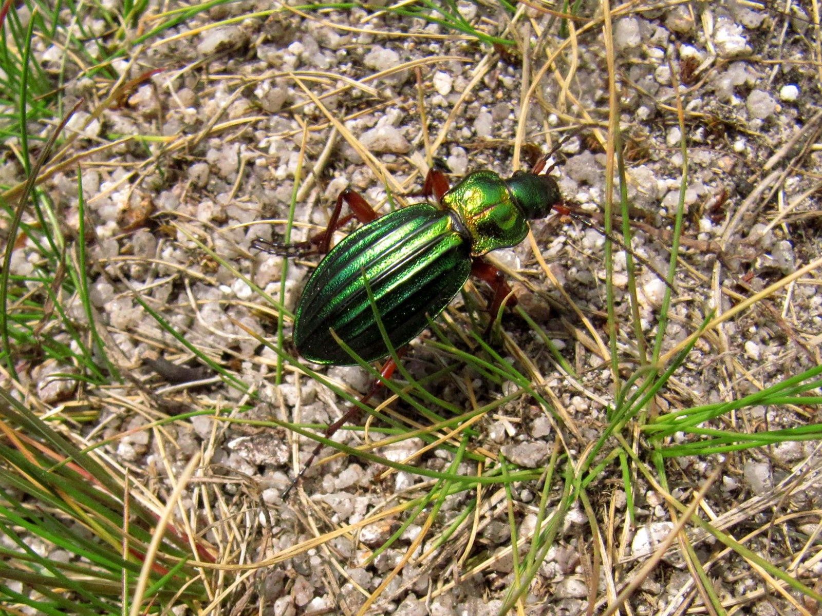 Carabe doré (Carabus auratus) - La nature en Lorraine au fil des saisons