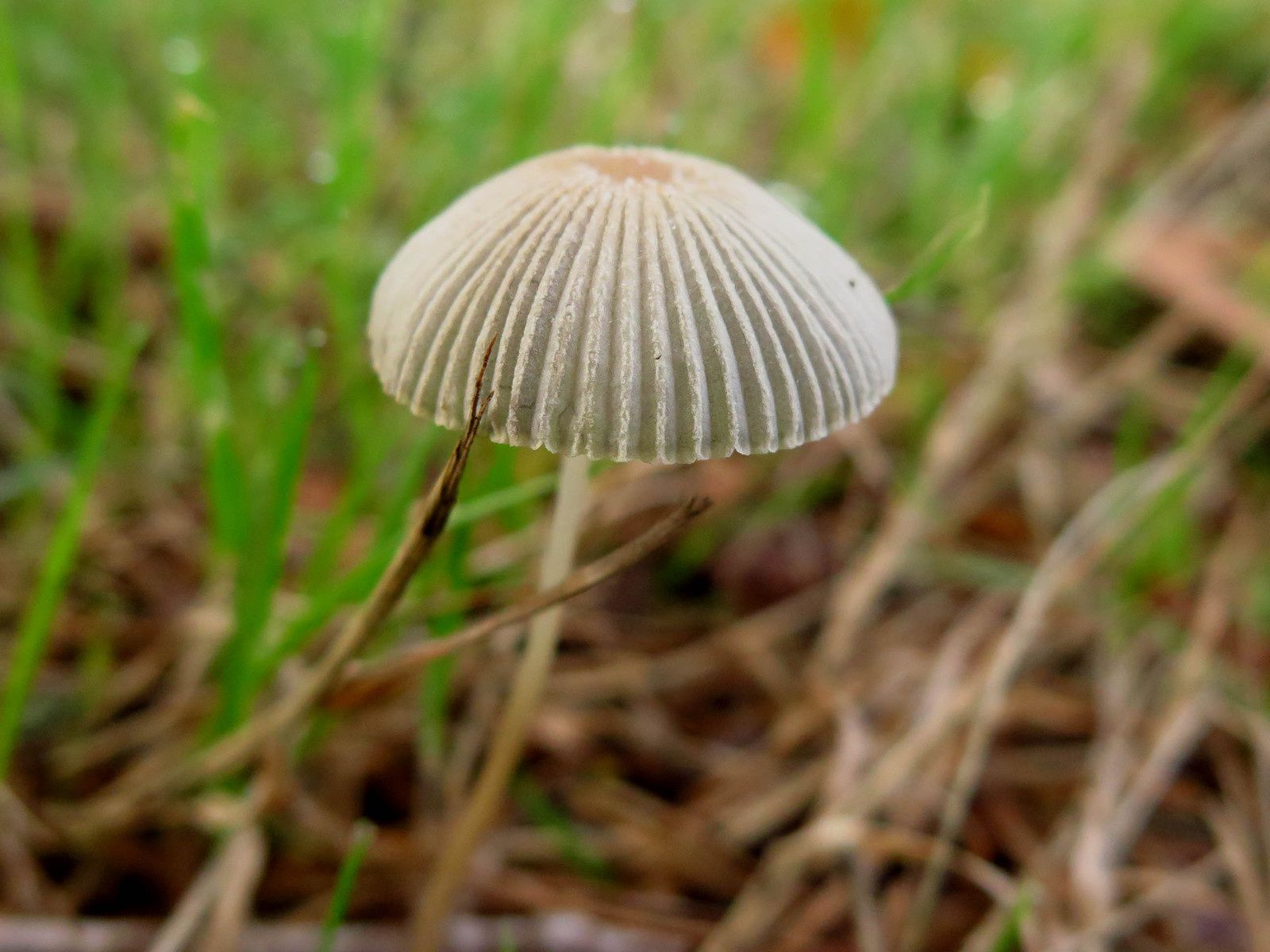 Le coprin plissé, (Coprinus plicatilis) - La nature en Lorraine au fil ...
