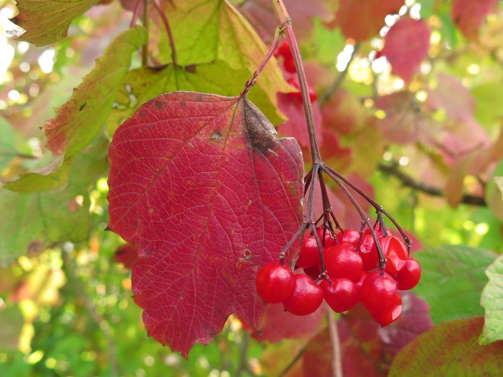 Viorne obier (Viburnum opulus) en automne - La nature en Lorraine au ...