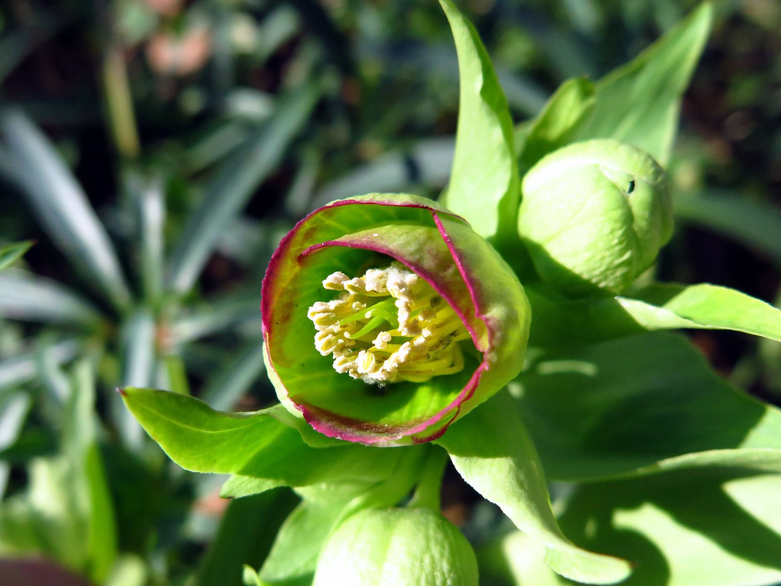 Hellébore fétide, Ellébore fétide (Helleborus foetidus) - La nature en ...
