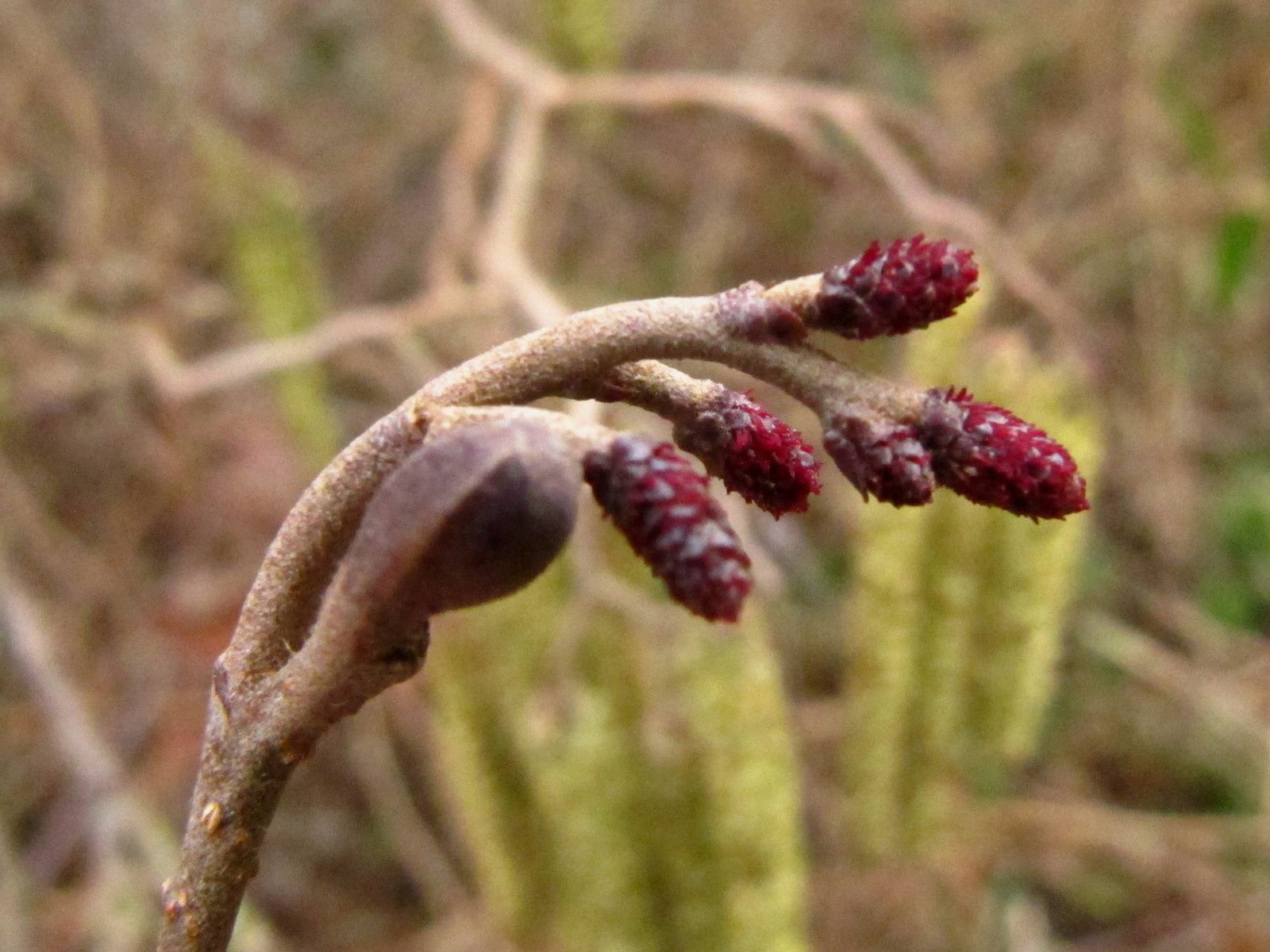 Aulne glutineux (Alnus glutinosa) - La nature en Lorraine au fil des ...