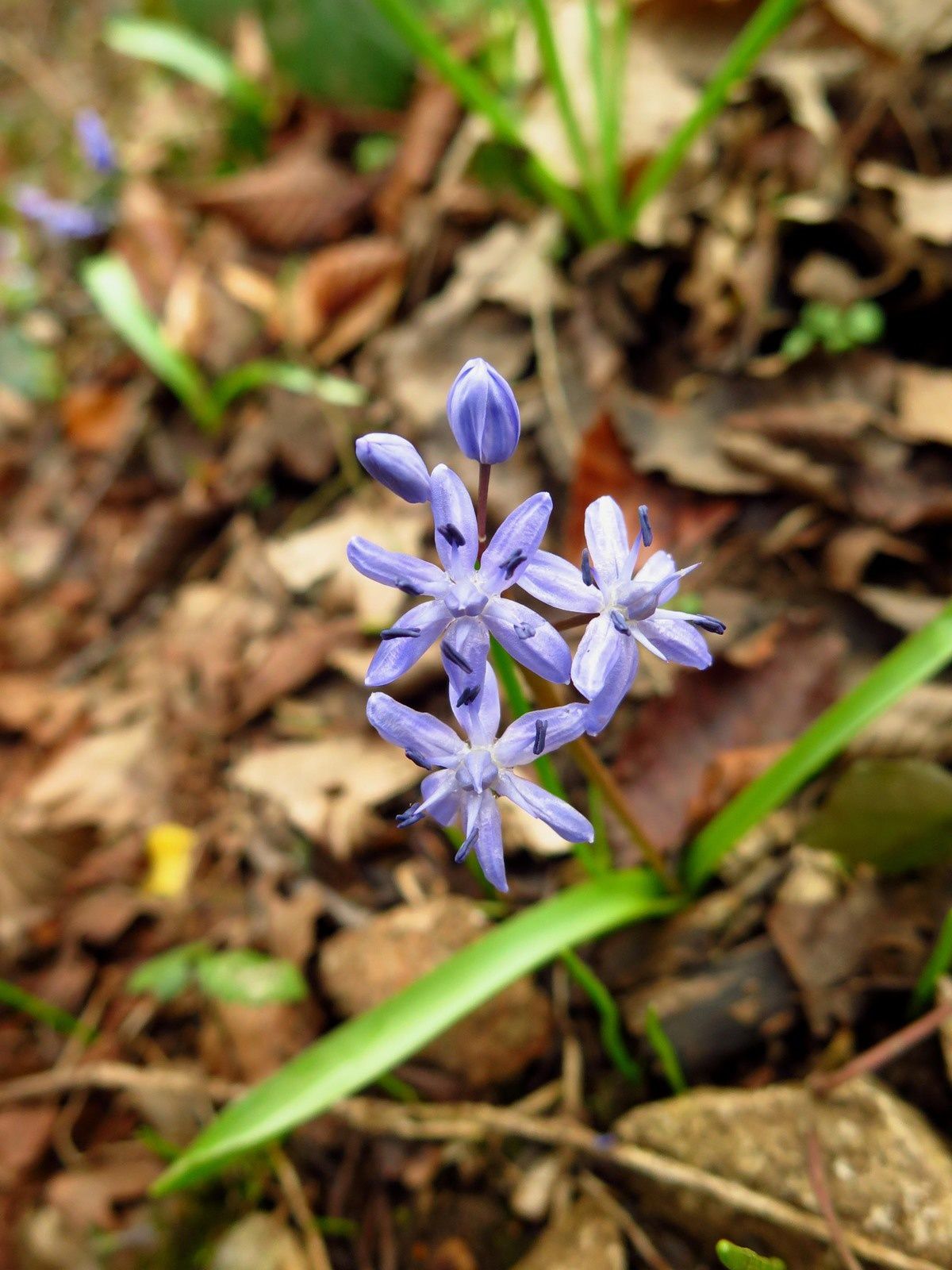 Scille à deux feuilles (Scilla bifolia) - La nature en Lorraine au fil ...
