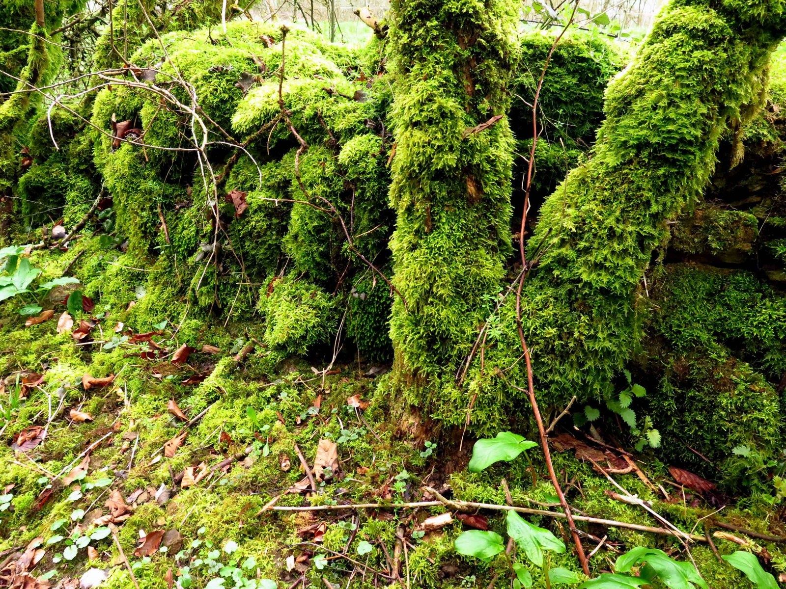 Le royaume des mousses - La nature en Lorraine au fil des saisons