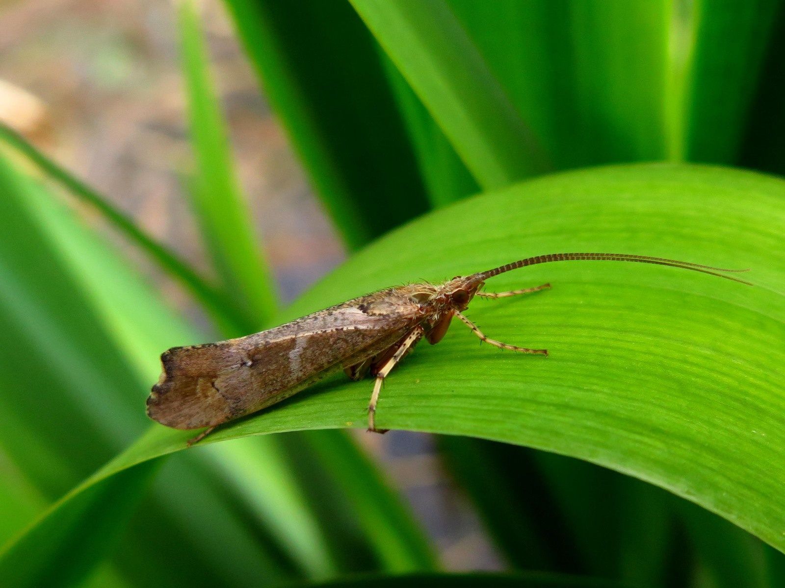 Sialis de la vase (Sialis lutaria) et Lemnephilus sp. - La nature en ...