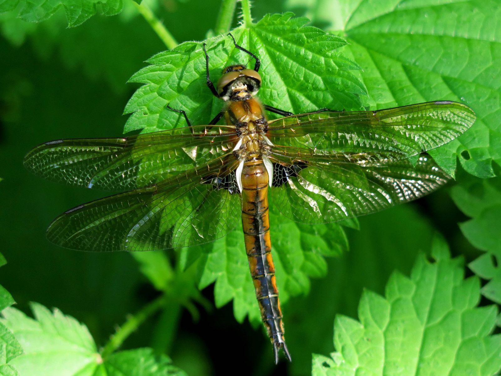 Libellule : Epithèque à deux taches (Epitheca bimaculata) - La nature ...