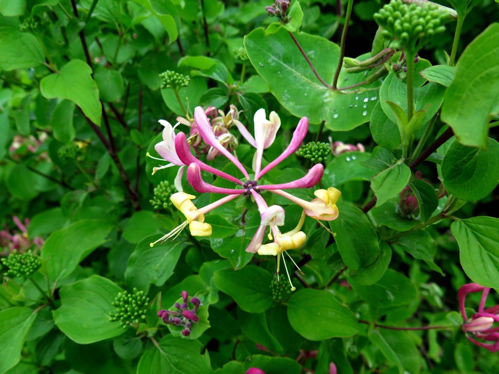 Chèvrefeuille des bois (Lonicera periclymenum) - La nature en Lorraine ...