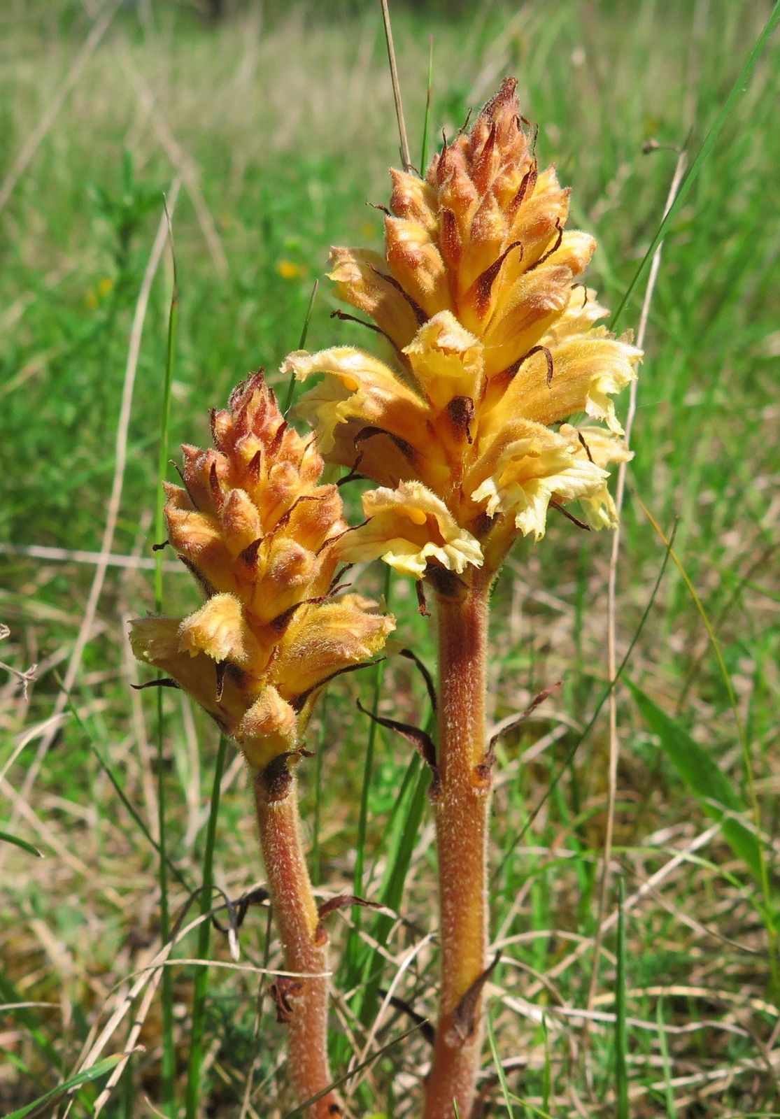 Orobanche jaune (Orobanche lutea) - La nature en Lorraine au fil des ...