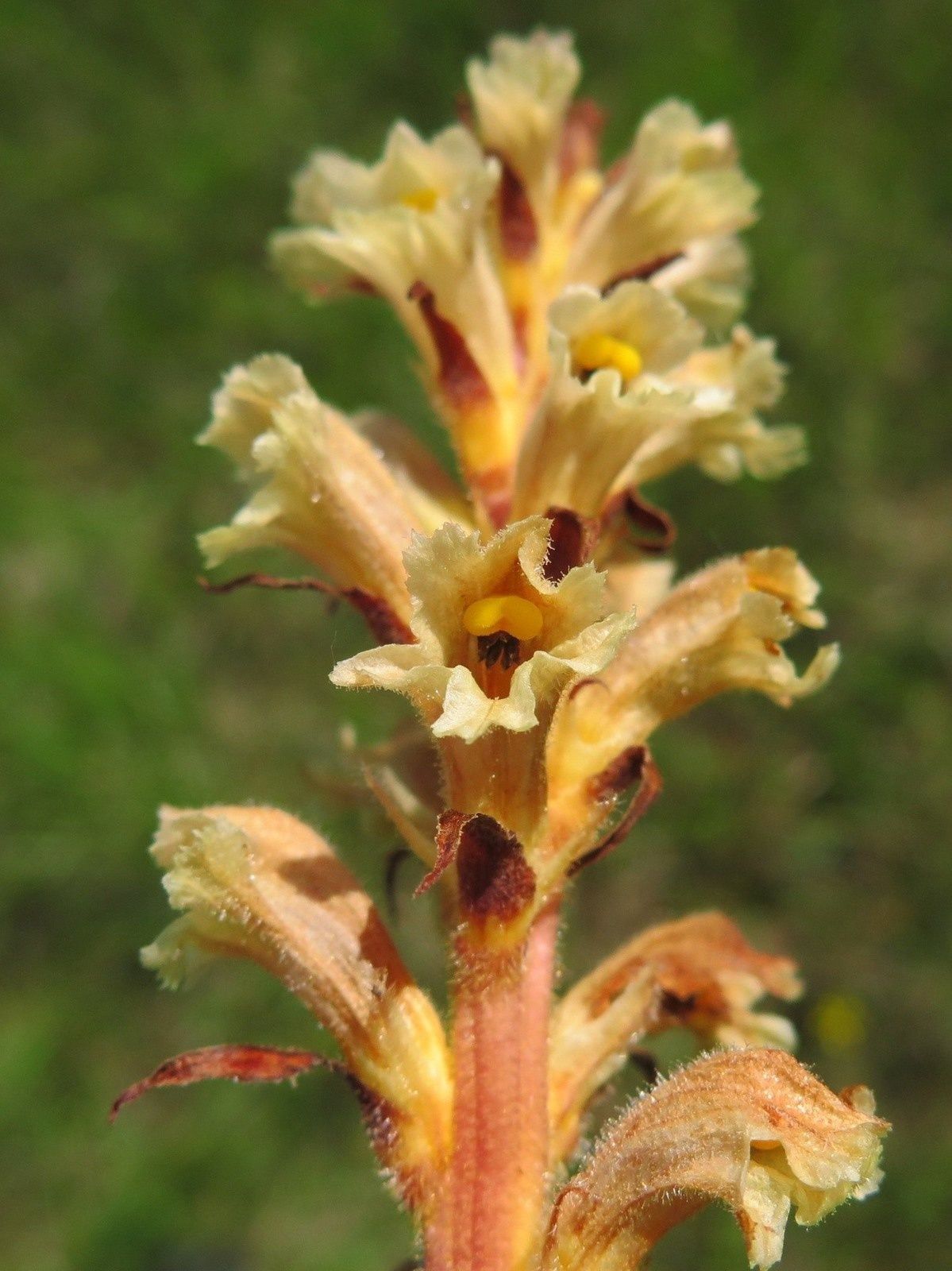 Orobanche jaune (Orobanche lutea) - La nature en Lorraine au fil des ...
