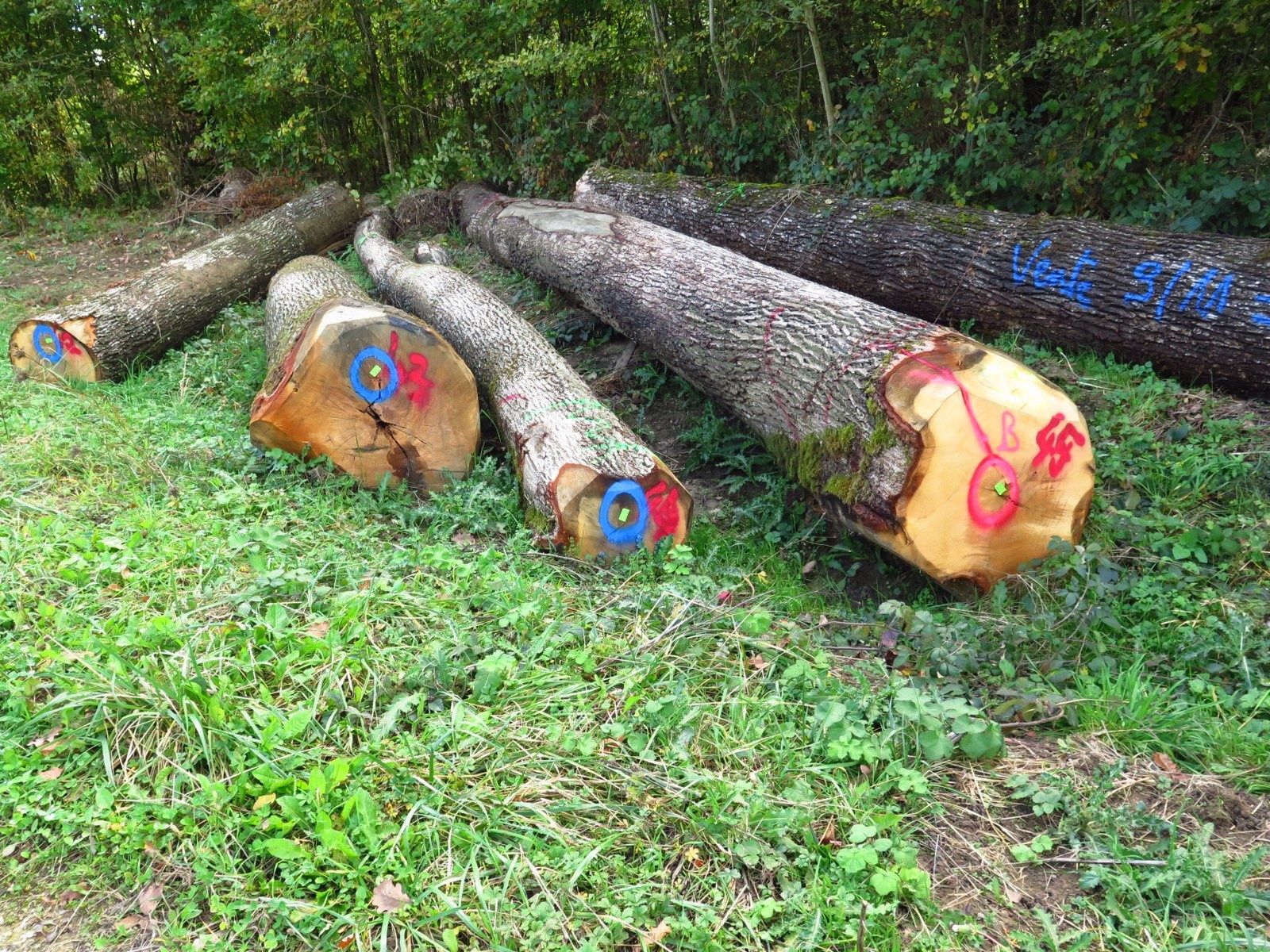 Peinture sur grume - La nature en Lorraine au fil des saisons