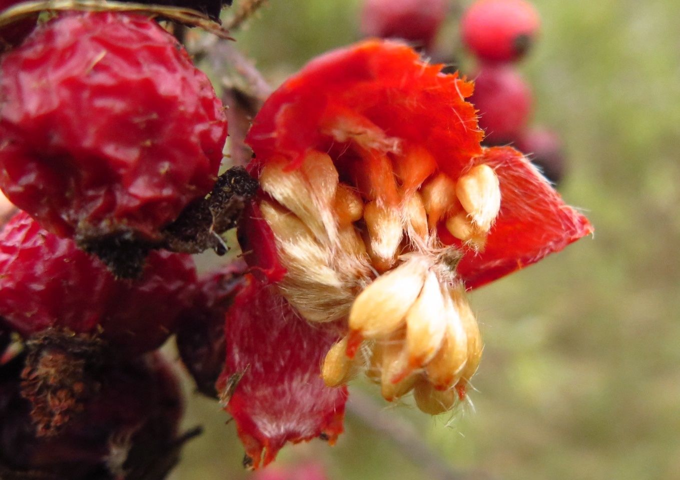 Le cynorhodon - La nature en Lorraine au fil des saisons