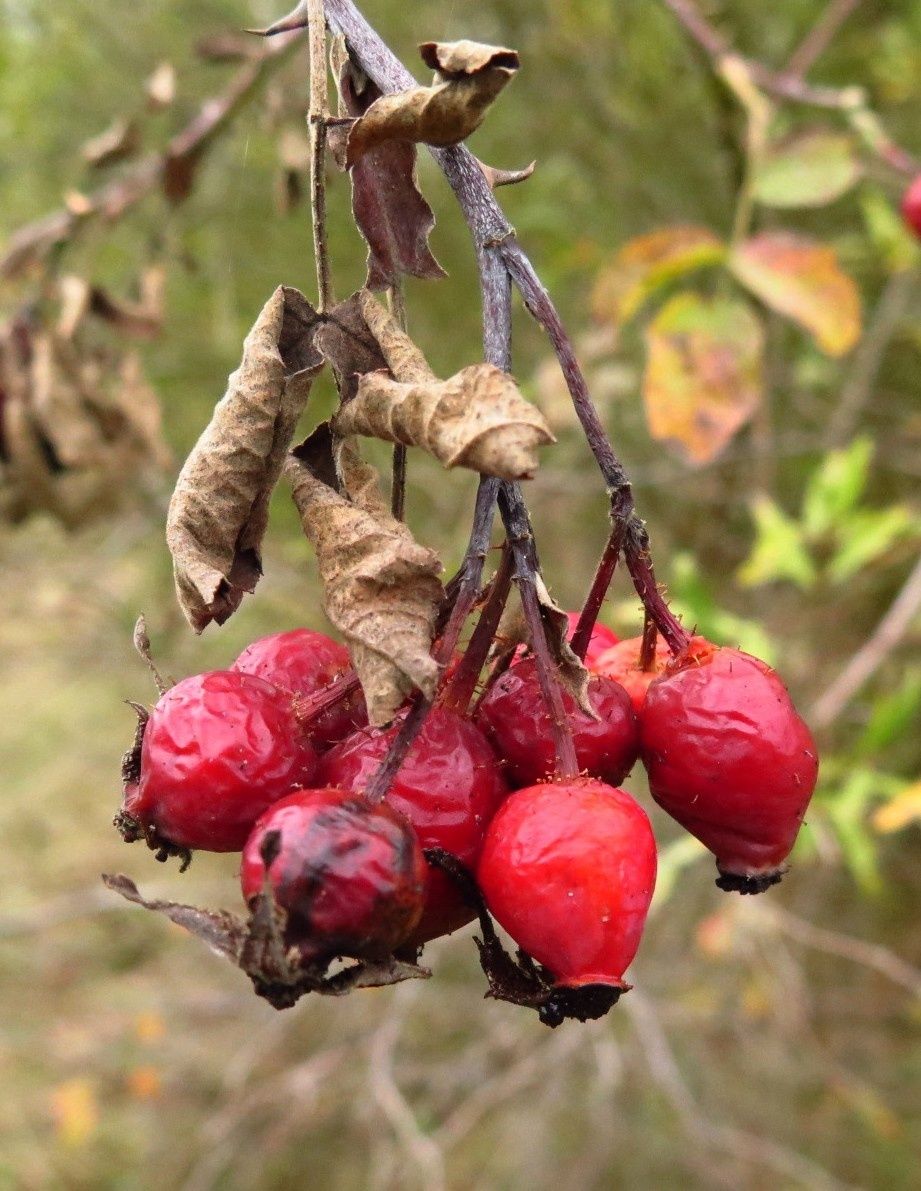 Le cynorhodon - La nature en Lorraine au fil des saisons